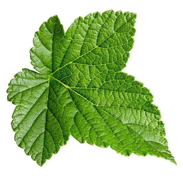 Feuille de cassis isolé Stock Photos, Royalty Free Feuille de cassis ...