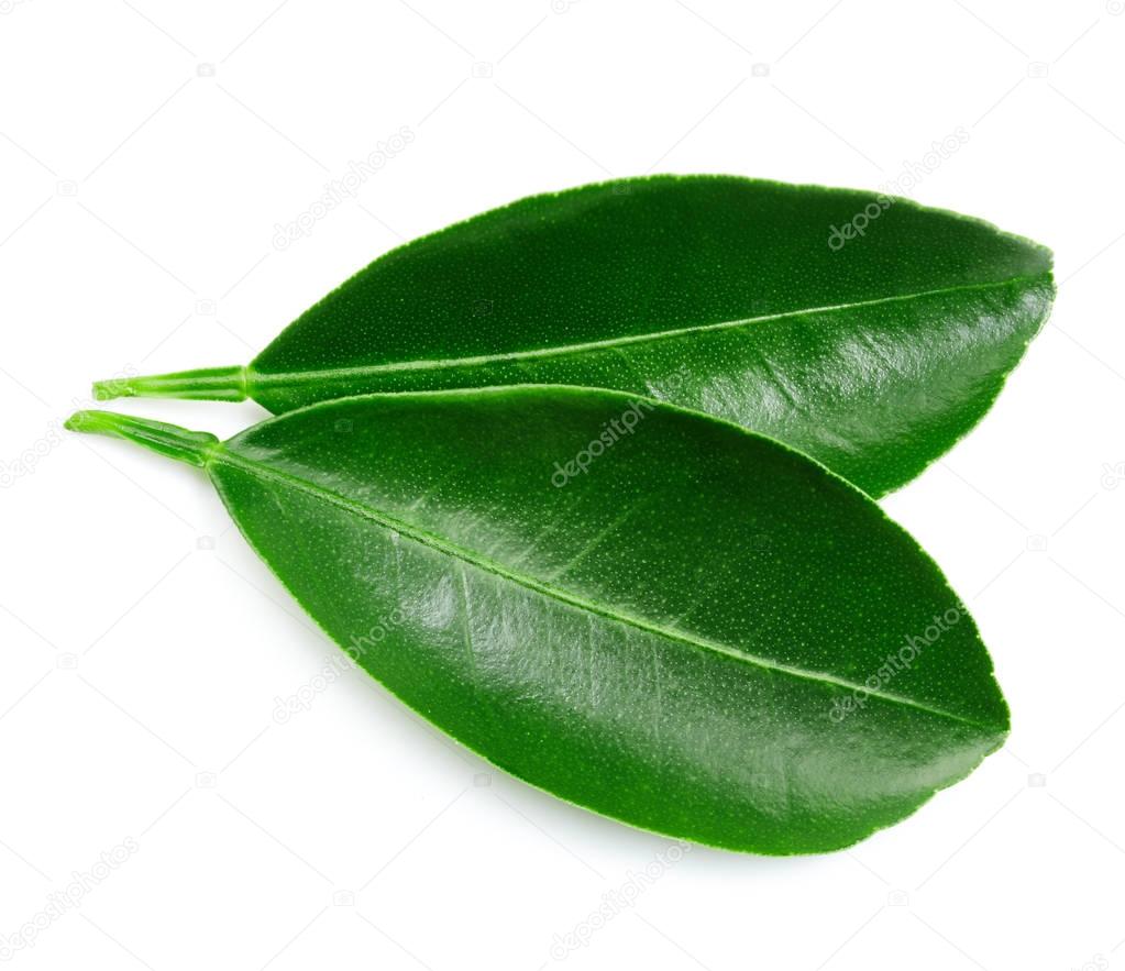 Citrus leaves isolated — Stock Photo © Maks_Narodenko #153536482