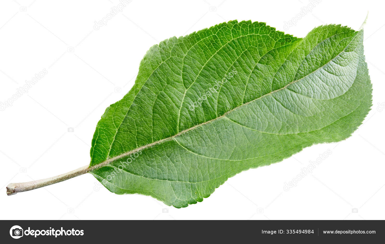 Hojas de manzana aisladas en blanco: fotografía de stock © Maks ...