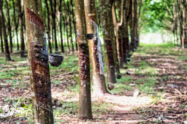 Rubber tree plantation - Stock Image - Everypixel