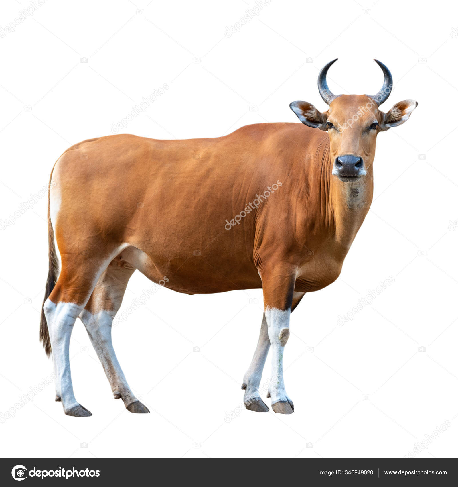 Banteng Tembadau Bos Javanicus Isolated White Background Female Brown ...