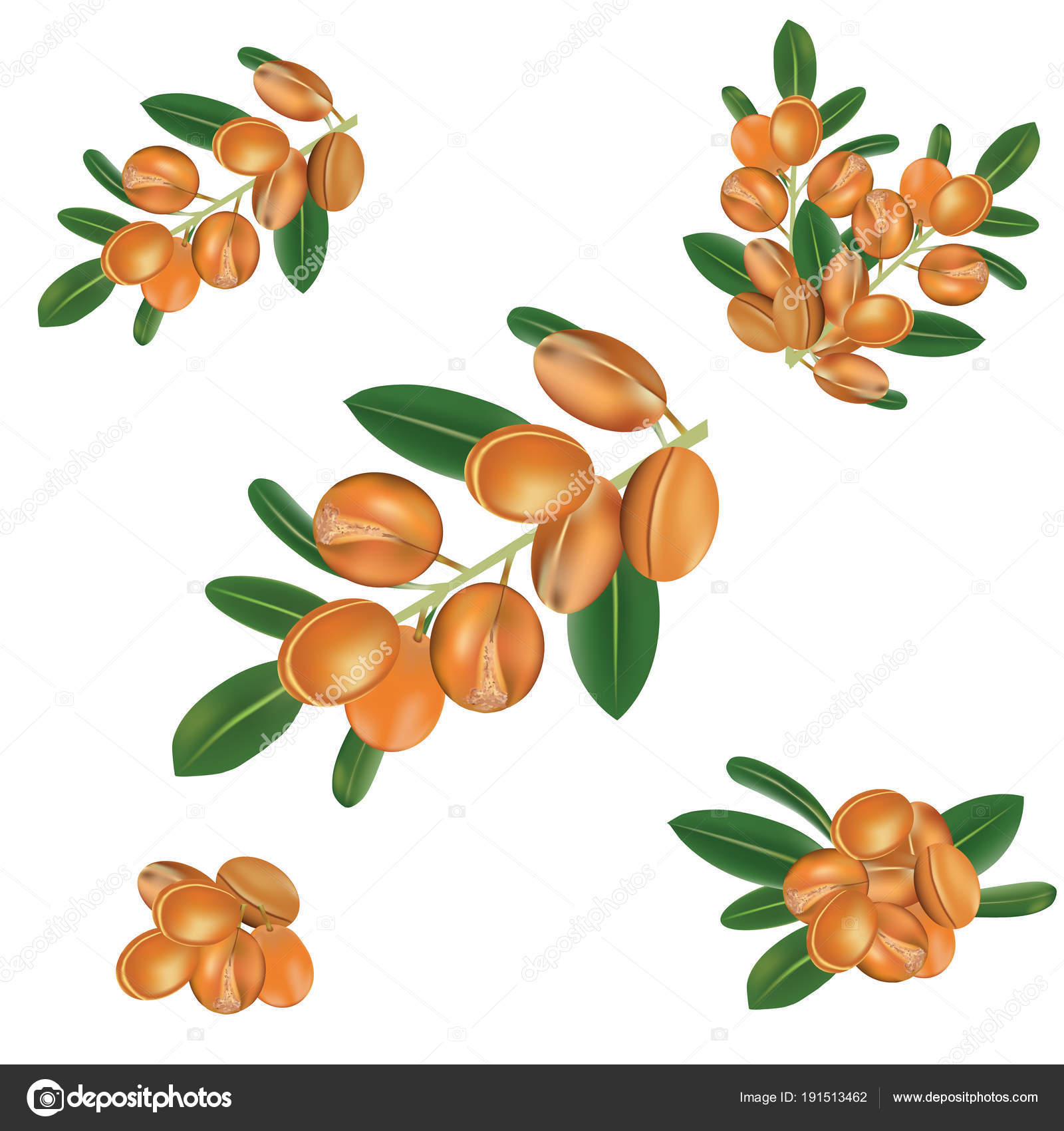 Argan Fruit Vector Leaf Stock Vector Image by ©graphicgrow@gmail.com ...