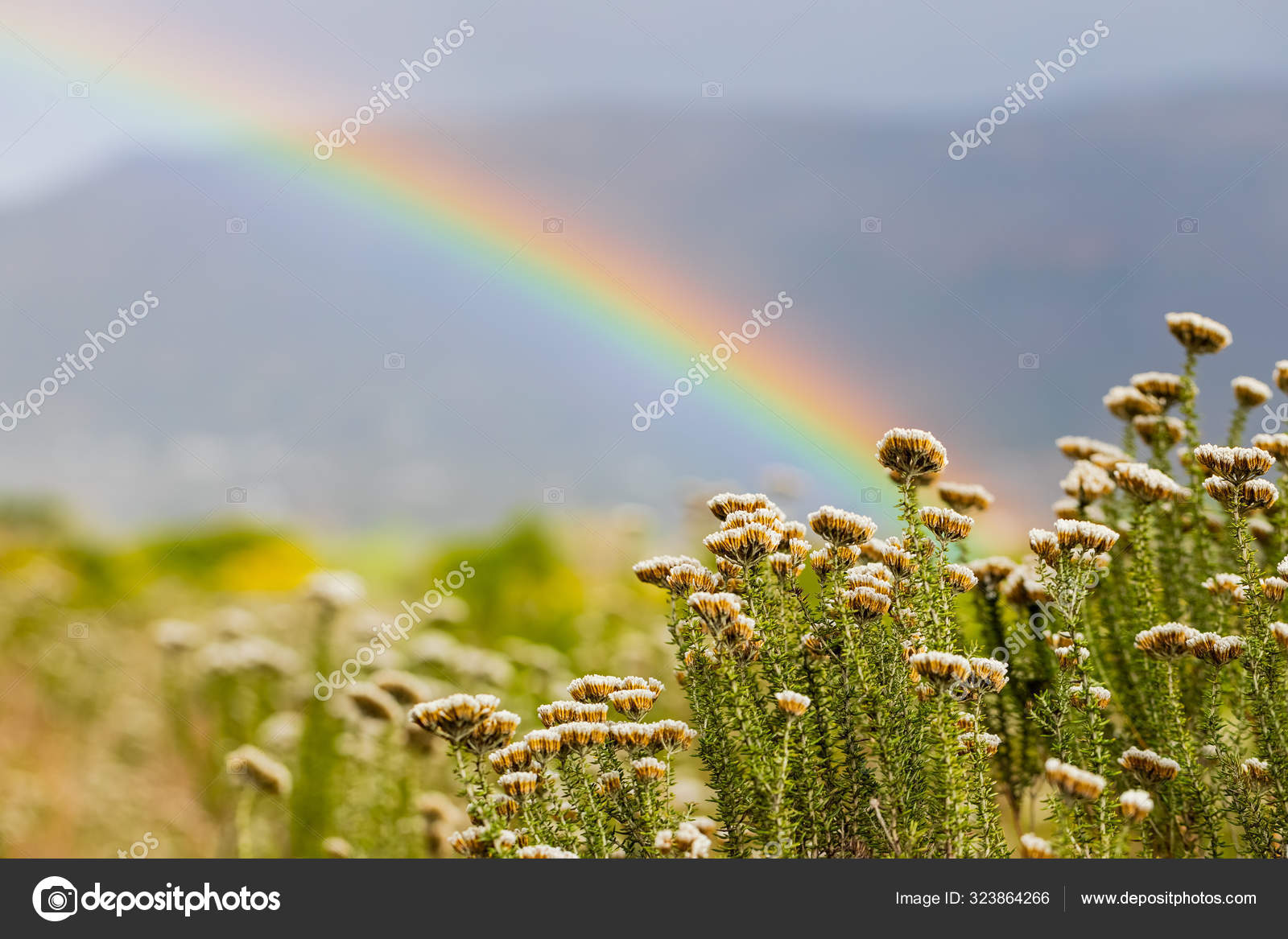 Rainbow Rain Flowers