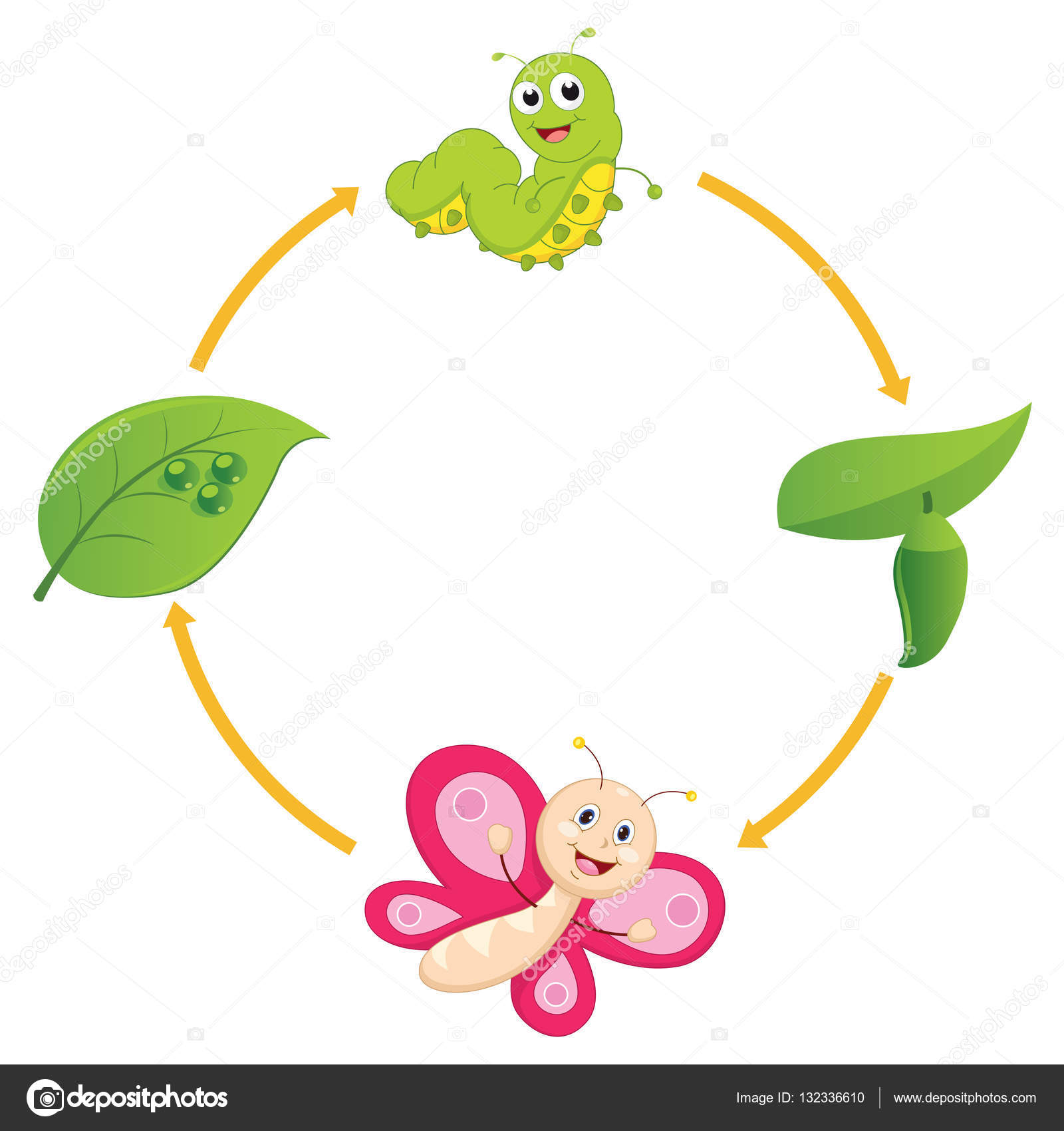Clipart Del Ciclo De Vida De La Mariposa 2,850 Ciclo De Vida De La