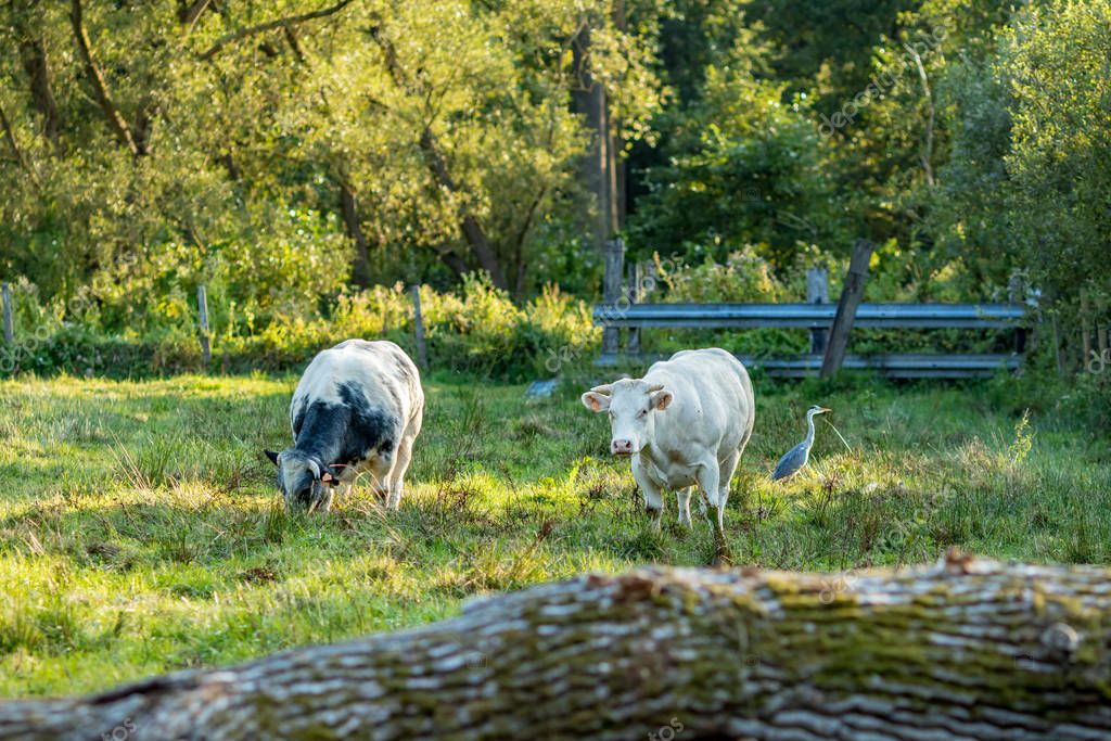 Belga Vacas azules, raza de carne, en día soleado 2024