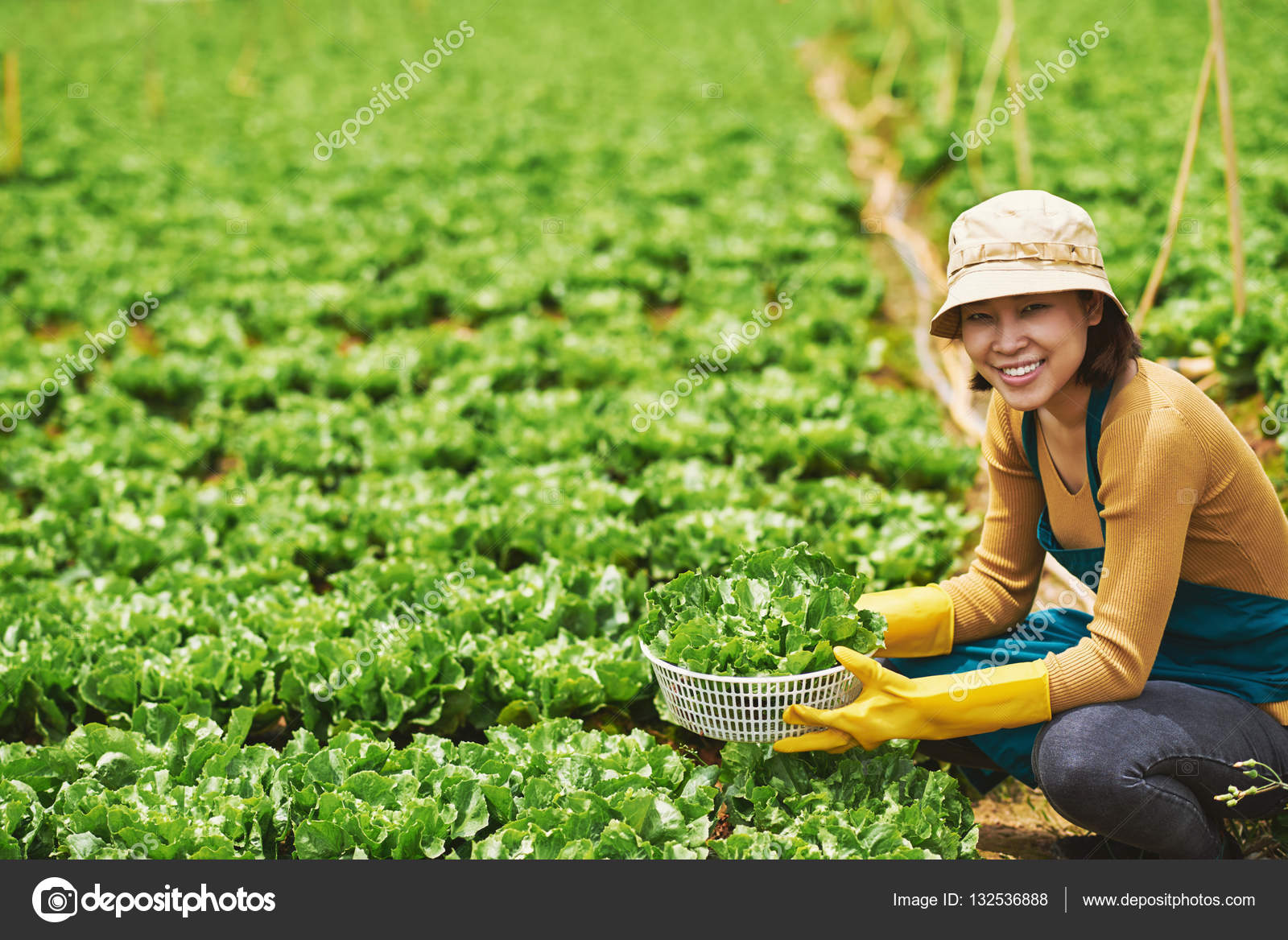 Farmer worker picking lettuce Stock Photo by ©DragonImages 132536888