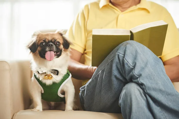 Dog reading Stock Photos, Royalty Free Dog reading Images | Depositphotos