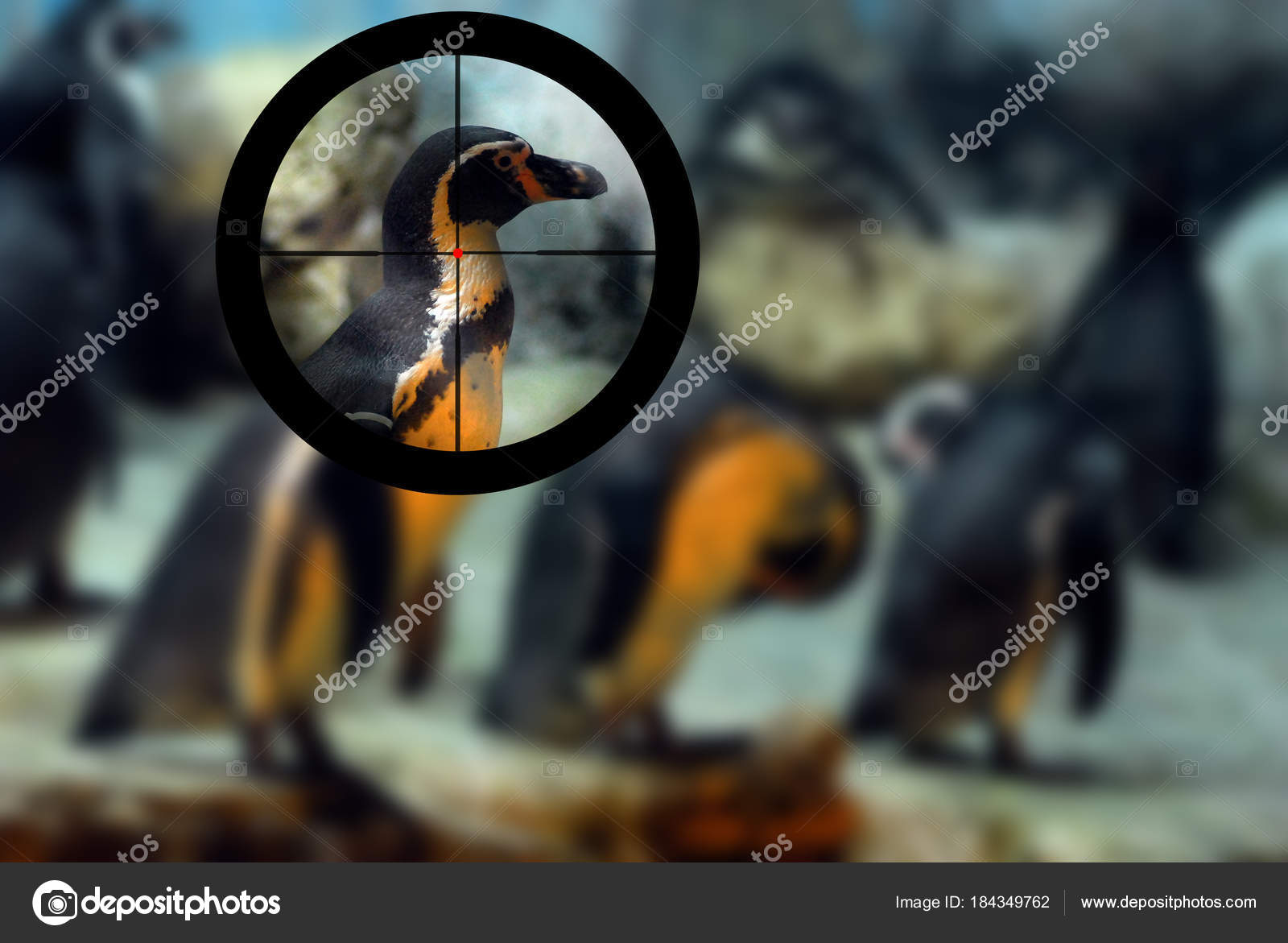 Penguin targeted by a hunter with the cross hairs of the scope o Stock ...
