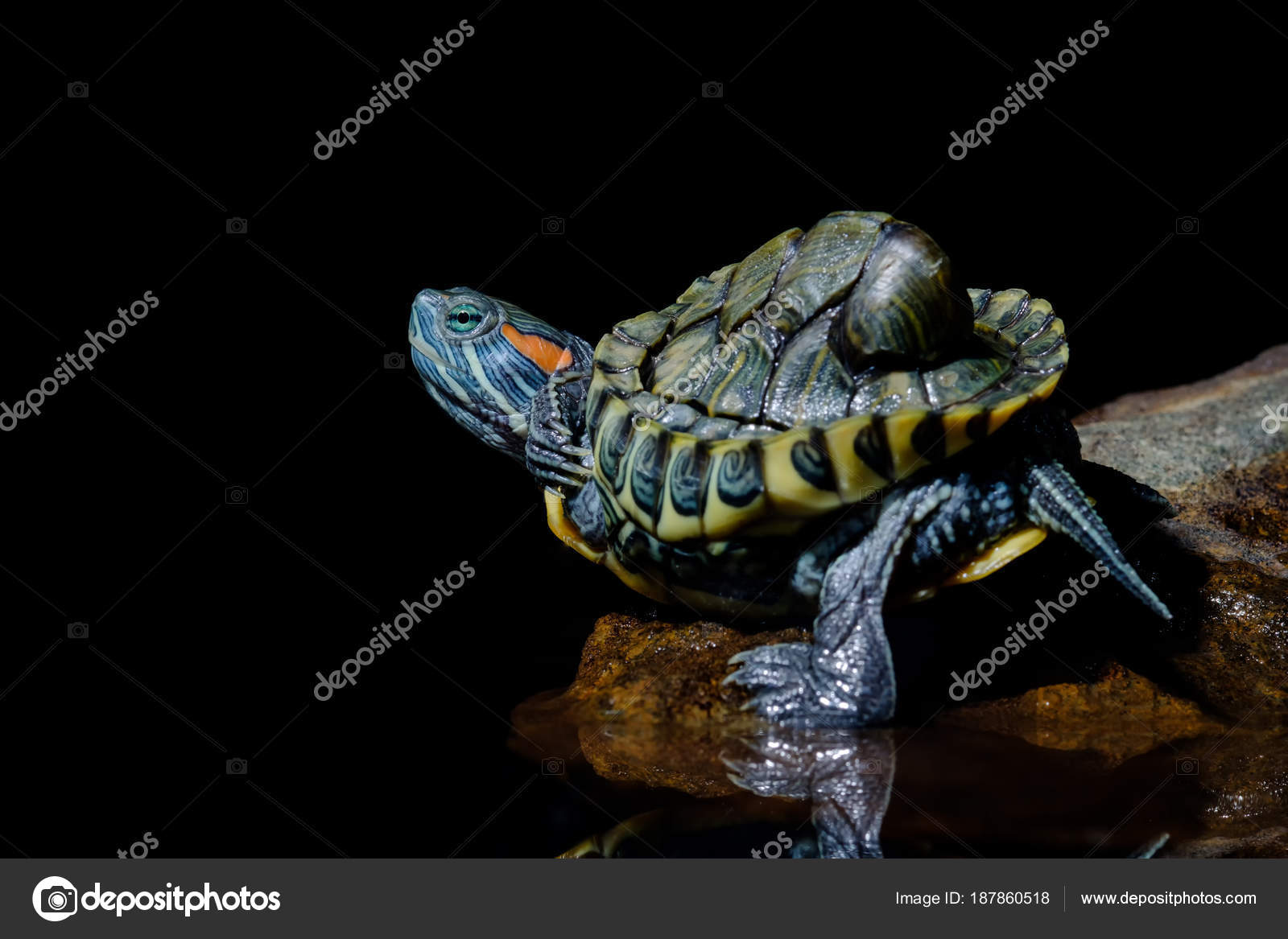 Tortuga — Foto de stock #187860518 © BuaKaew8899