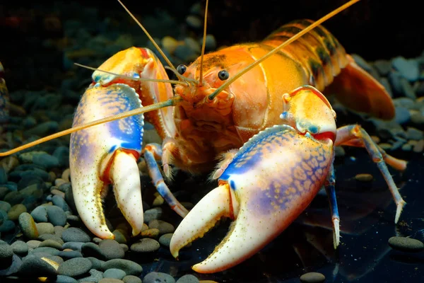 Yabby Stock Photos, Royalty Free Yabby Images | Depositphotos