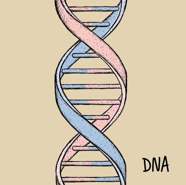 Genetica humana imágenes de stock de arte vectorial | Depositphotos