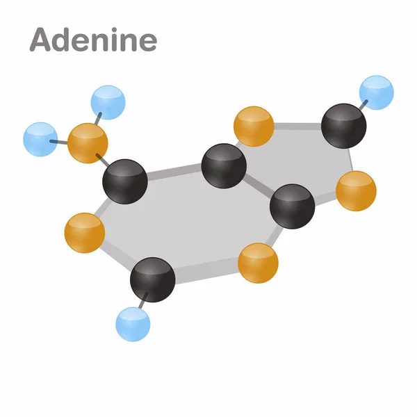 292 Adenine Vector Images | Depositphotos