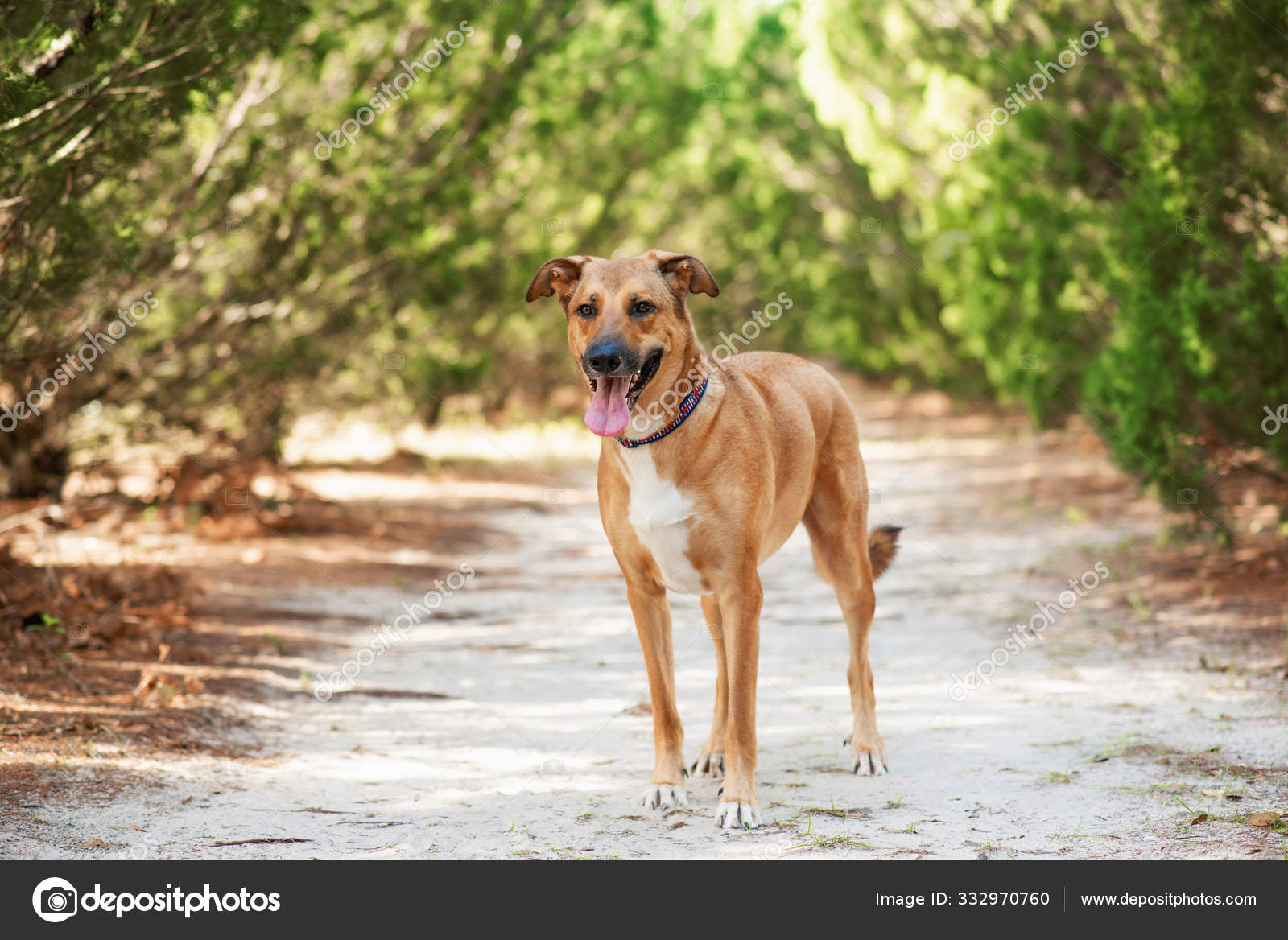 Rhodesian Ridgeback German Shepherd Mix
