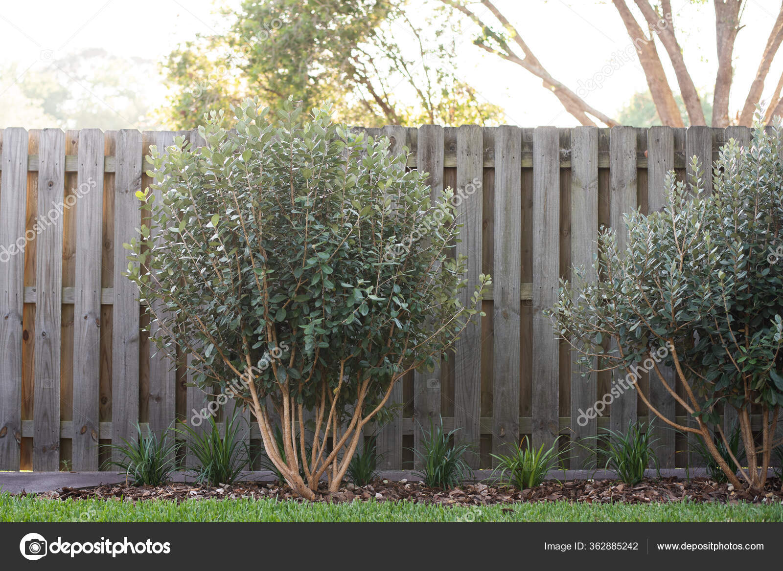 Pineapple Guava Standard