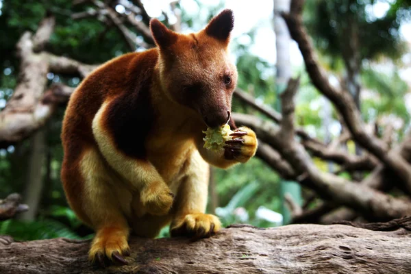 Tree kangaroo Stock Photos, Royalty Free Tree kangaroo Images ...