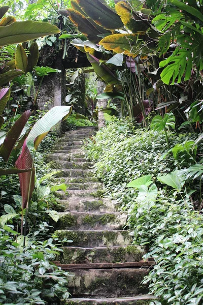 Jungle stairs Stock Photos, Royalty Free Jungle stairs Images ...