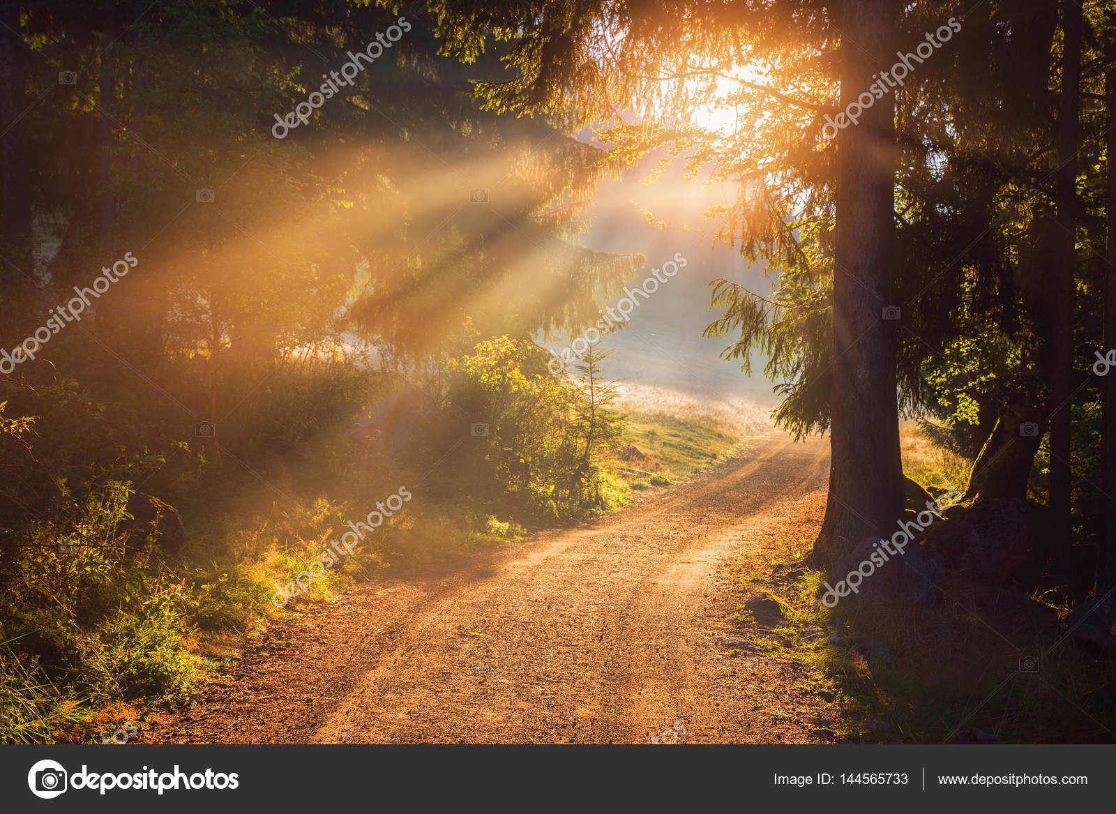 Rays Of Sunlight Through Trees