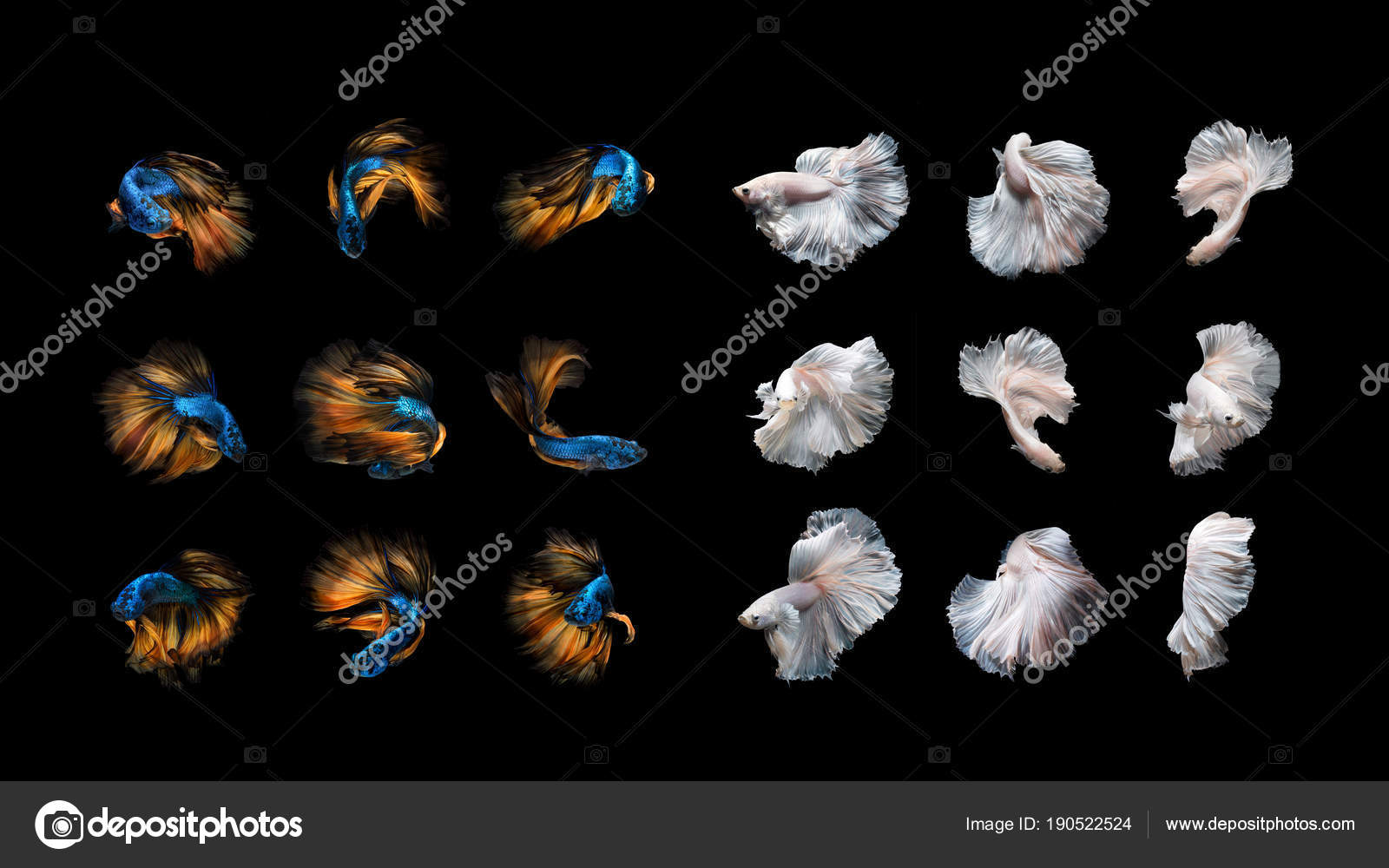 Beautiful Colourful Betta fish,Siamese fighting fish art collection in ...