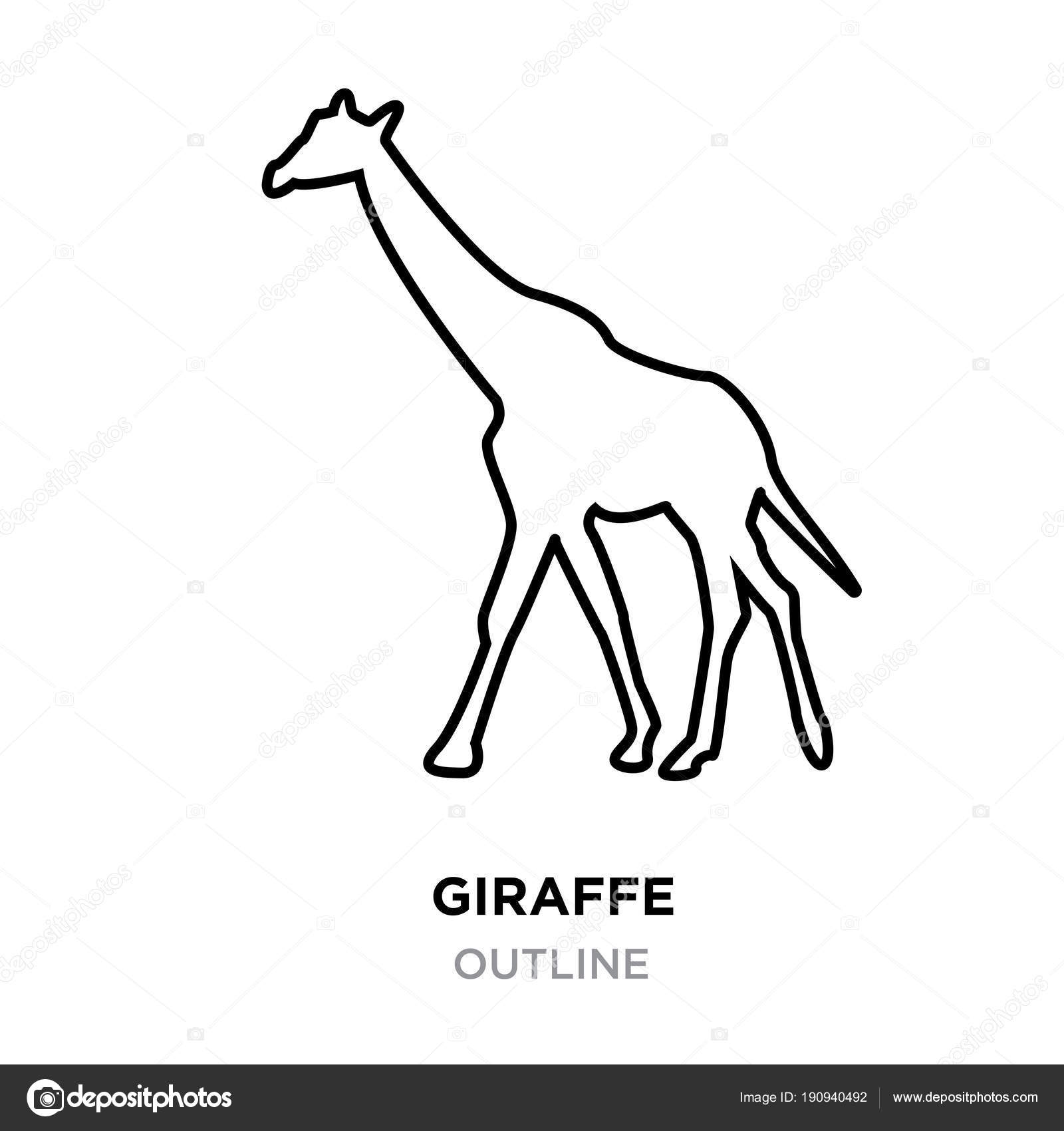 Giraffe outline images on white background, vector illustration — Stock ...