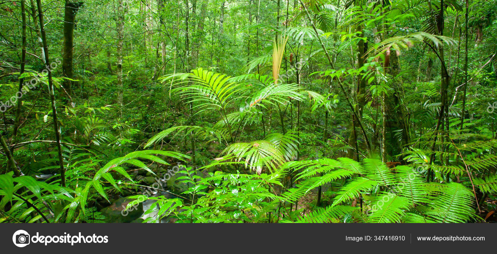 Pure Tropical Forest Rainy Morning Lush Foliage Plants Wild Trees ...