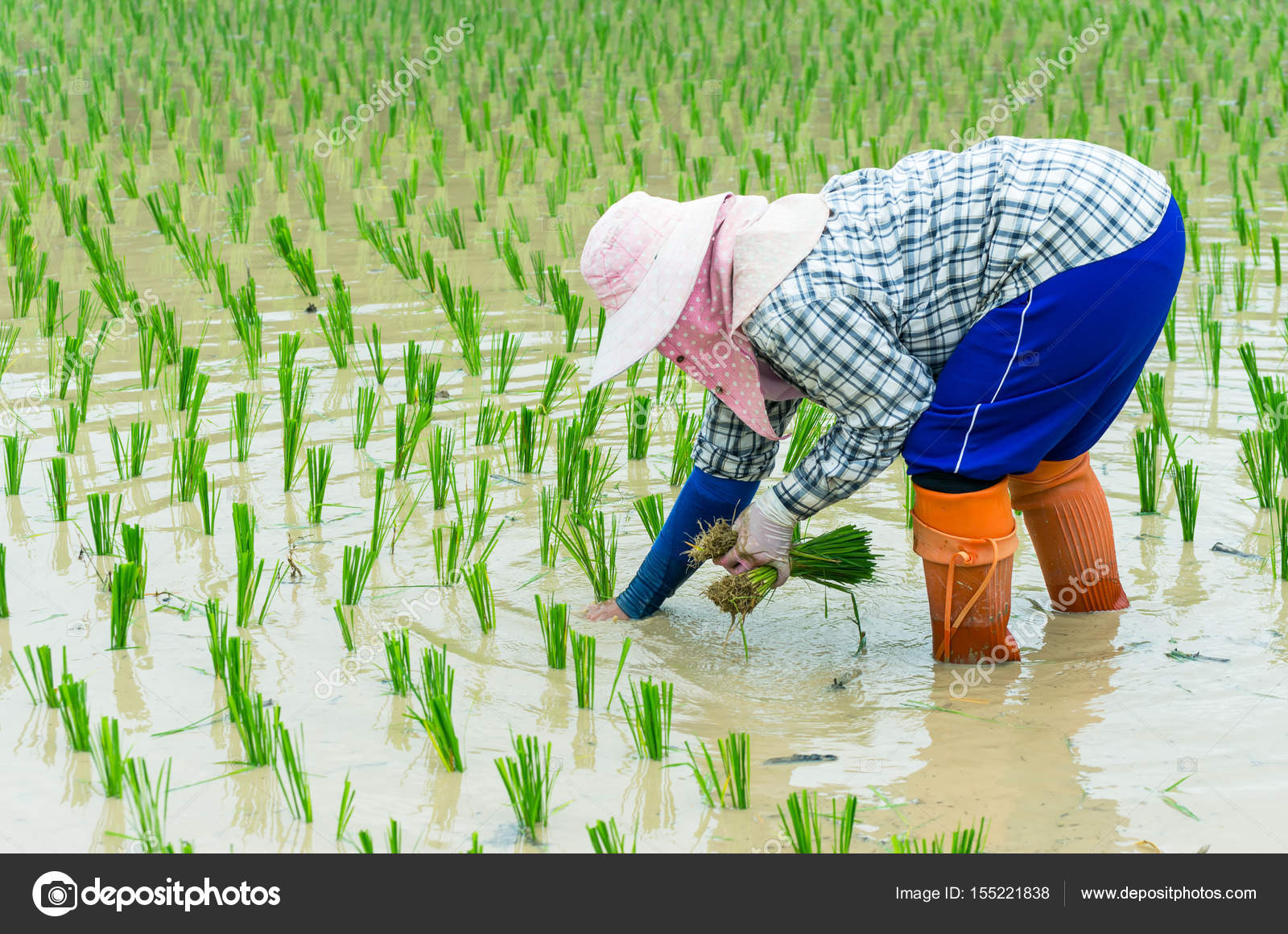 Asian farmer planting rice Stock Photo by ©nirutdps 155221838