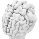 White brain Stock Photo by ©vasabii777 12566134