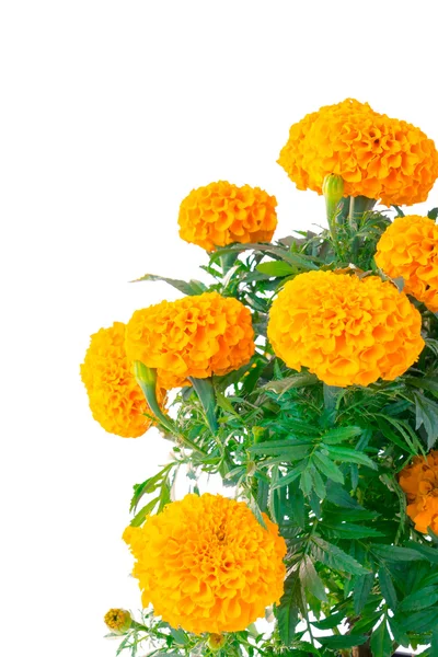 Cempasuchil Stock Photos, Royalty Free Cempasuchil Images | Depositphotos