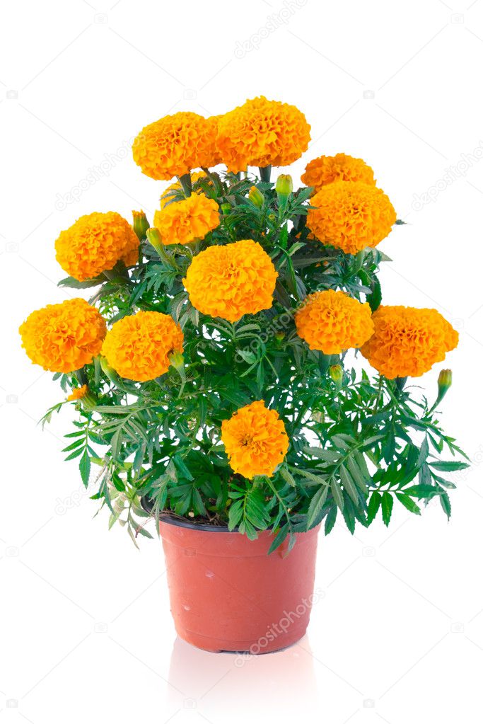 flores tradicionales de cempasuchil 2024