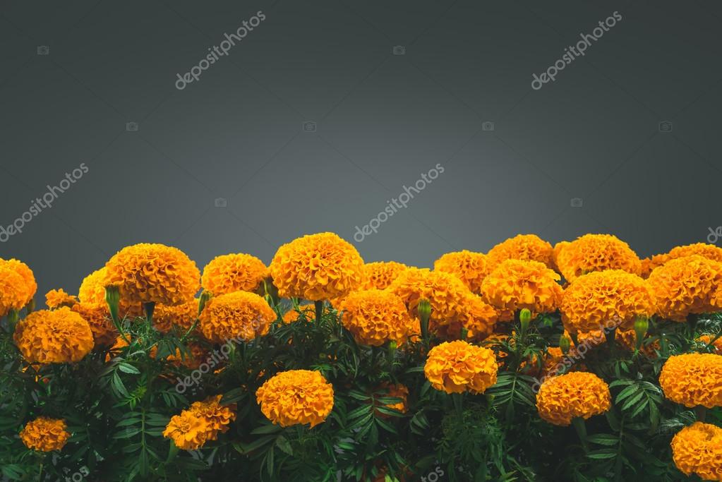 Flores tradicionales de cempasuchil: fotografía de stock © fergregory ...