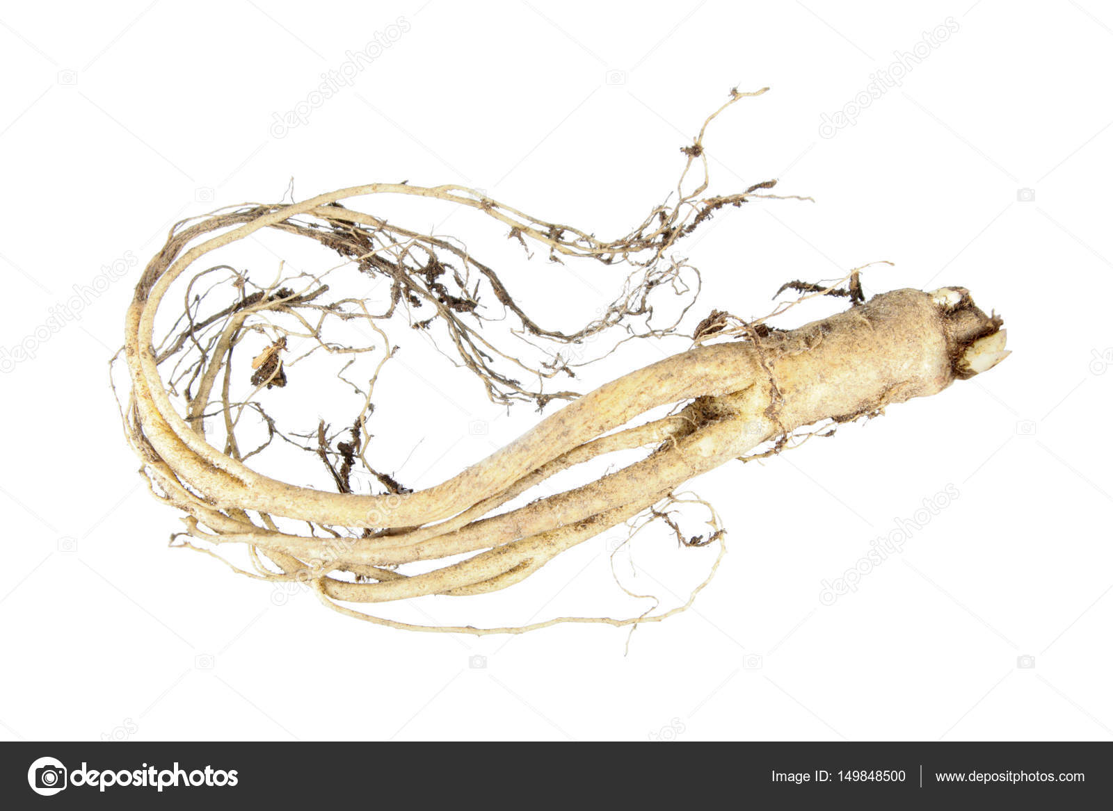 Root of Korean Bellflower (Platycodon grandiflorus) isolated on white ...