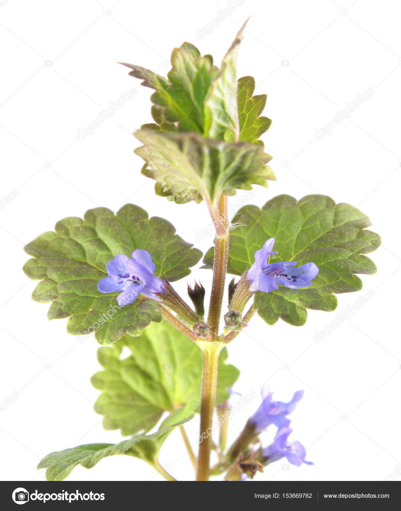 Field balm or ground-ivy (Glechoma hederacea) isolated on white ...