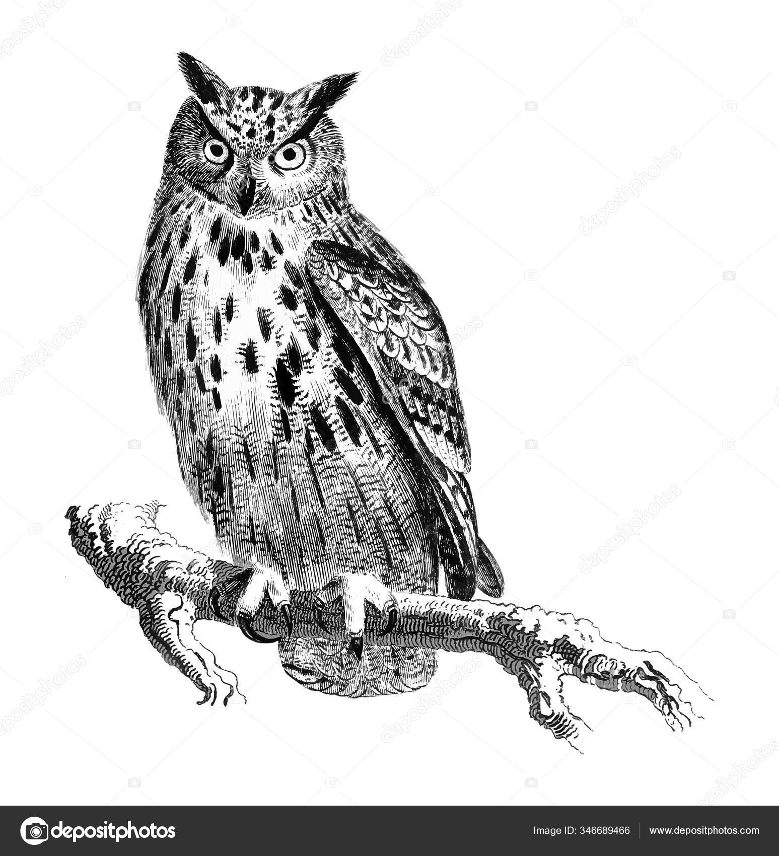 Owl Clip Art Black And White Clipart Best