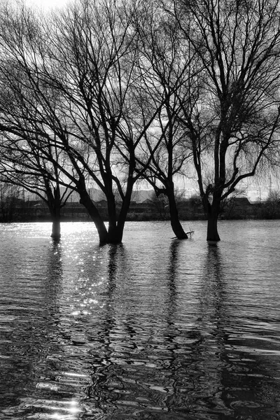 Flood Black And White