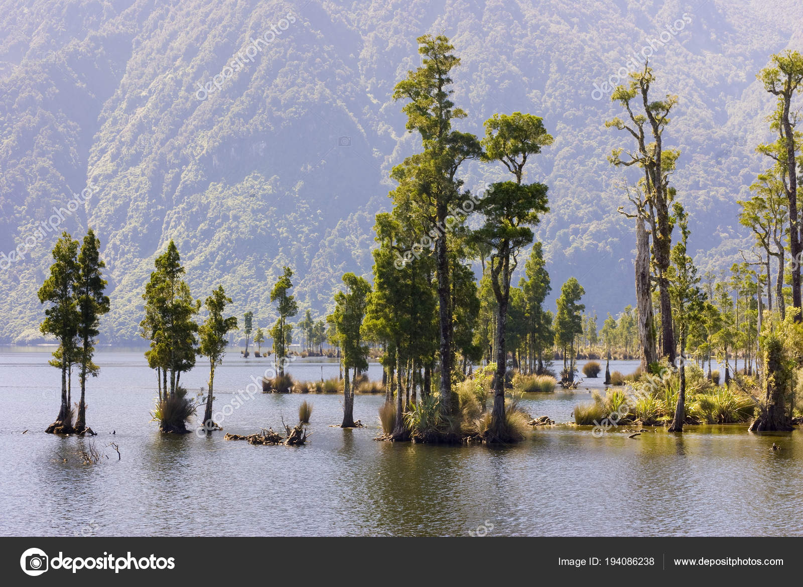 Kahikatea Trees in Lake Brunner — Stock Photo © TravellingLight #194086238