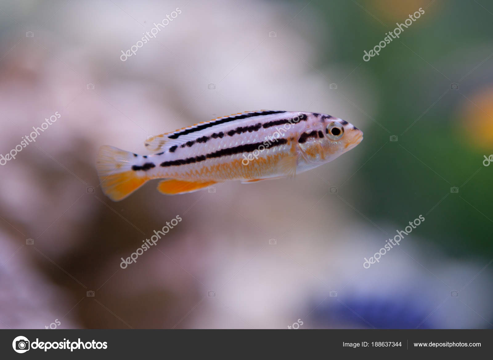 Melanochromis Auratus