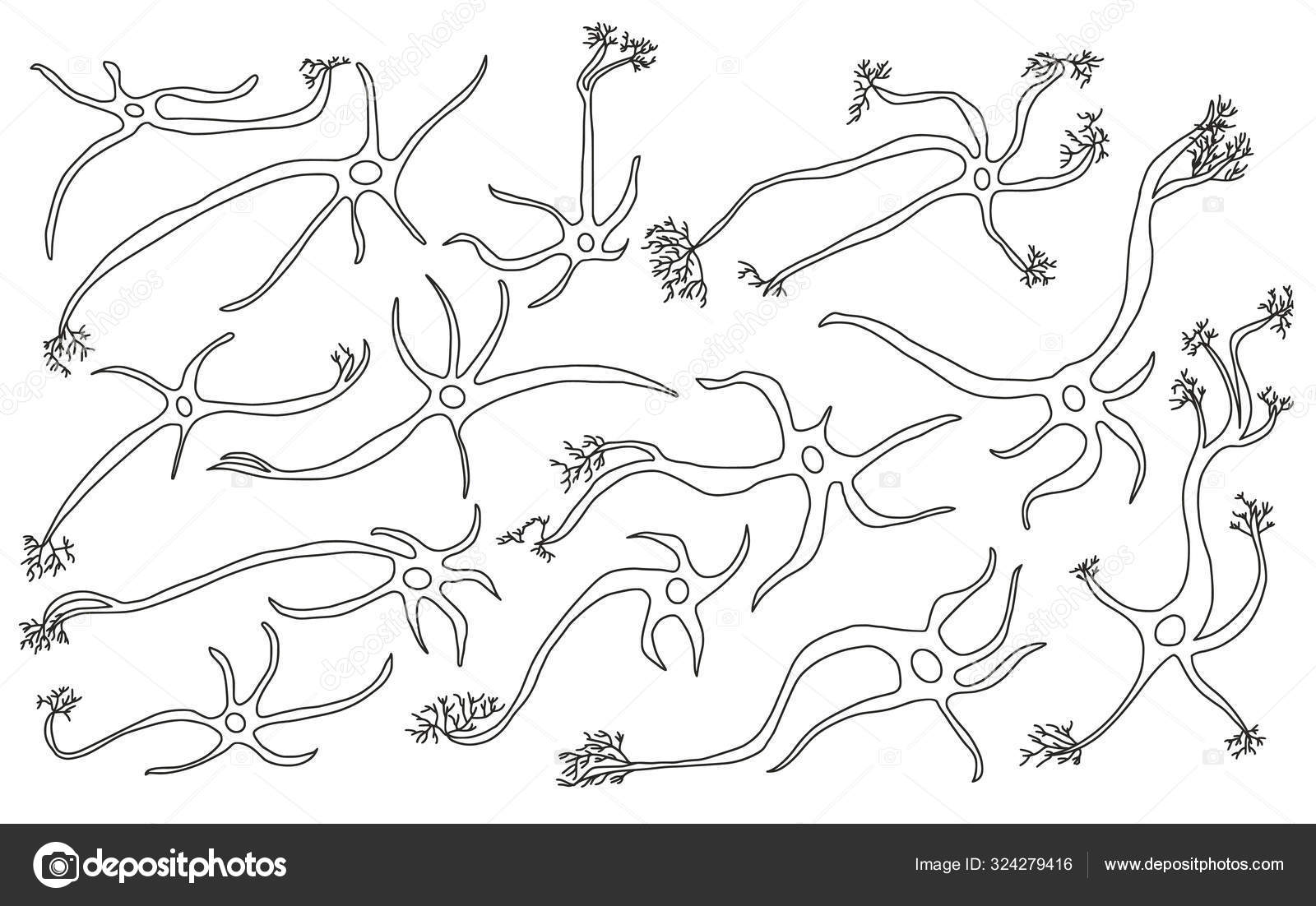 Neuron cells. Vector simple design illustartion. Stock Vector Image by ...