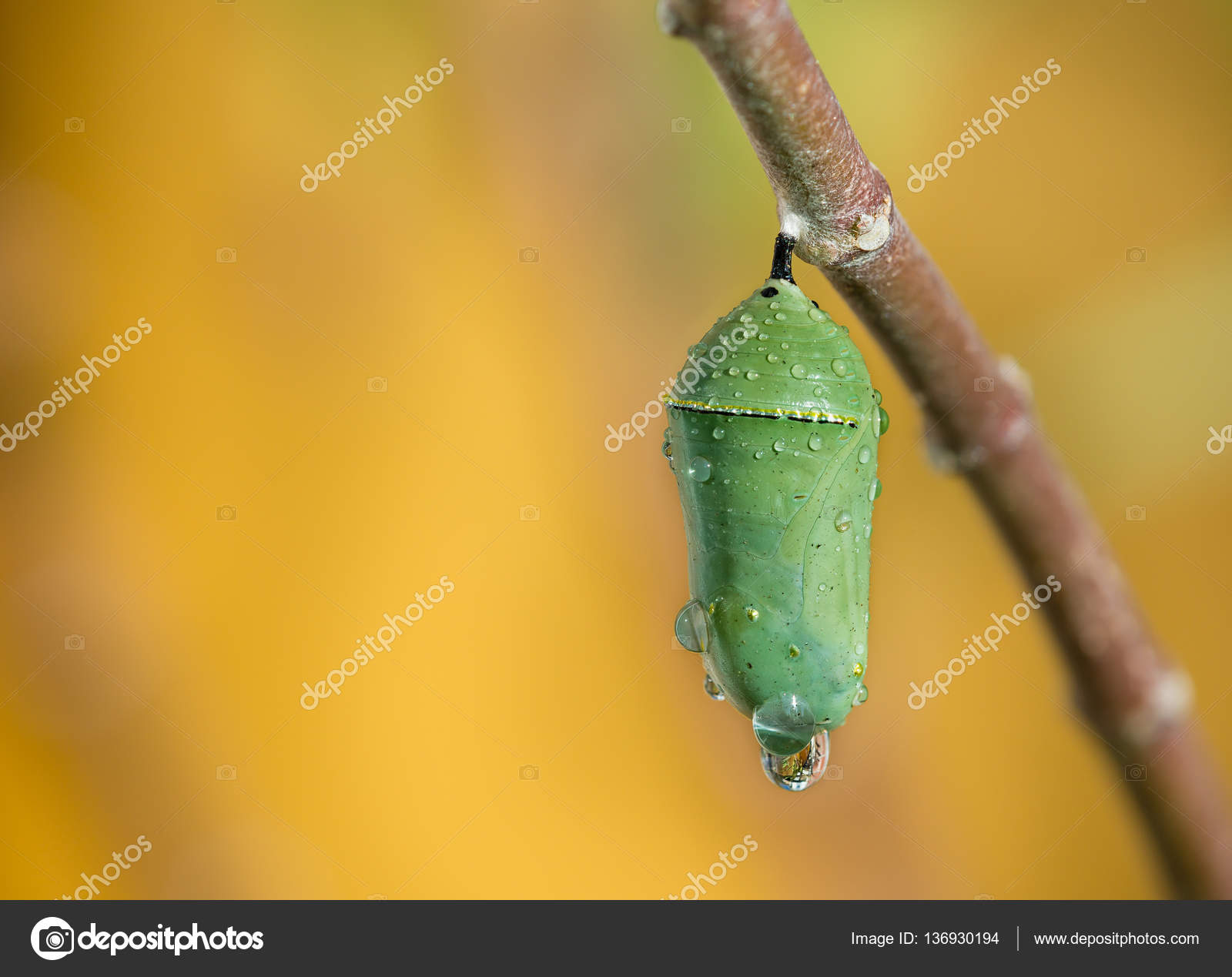 Monarch Butterfly Pupae Stock Photo by ©krisrobin 136930194