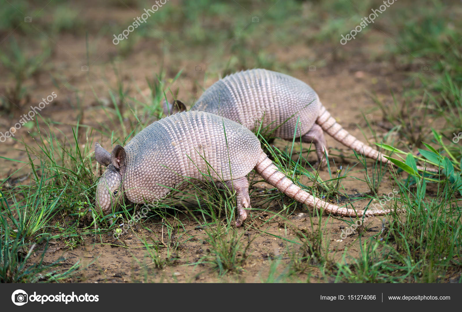 Nine-banded armadillos (Dasypus novemcinctus) Stock Photo by ©krisrobin ...