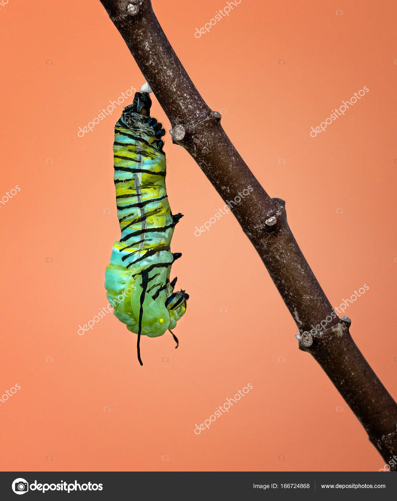 A Monarch caterpillar pupating Stock Photo by ©krisrobin 166724868
