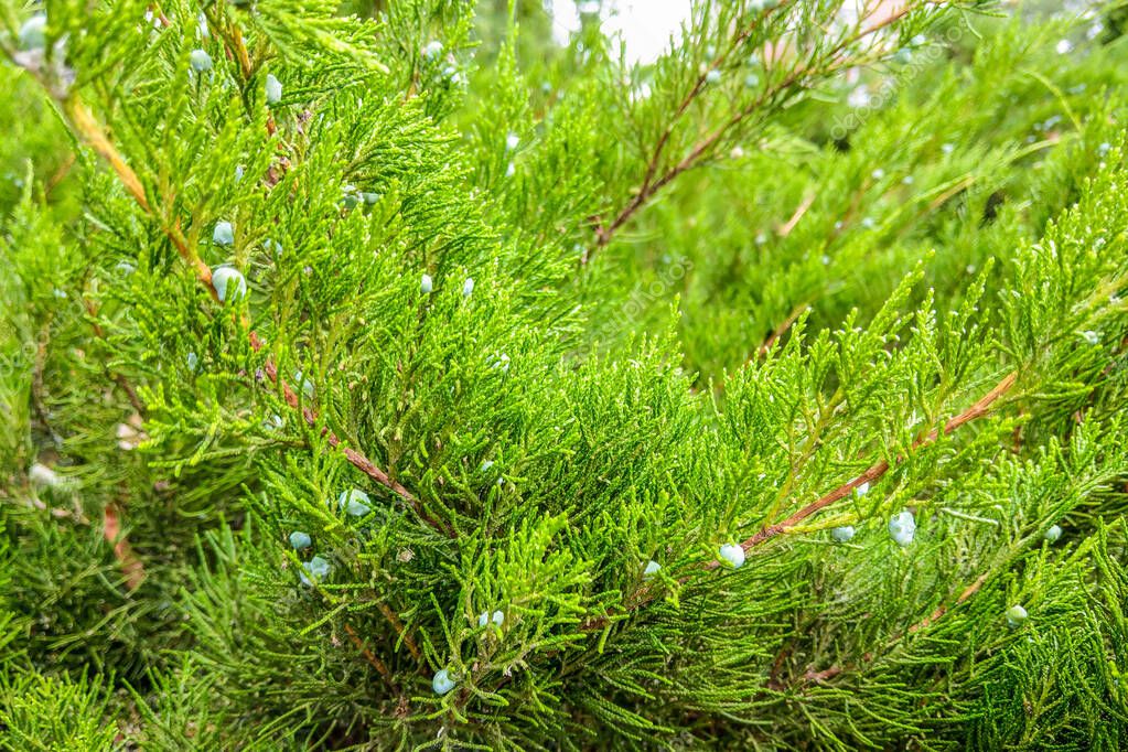Patrón de hojas verdes de enebro rastrero o Juniperus horizontalis. 2022