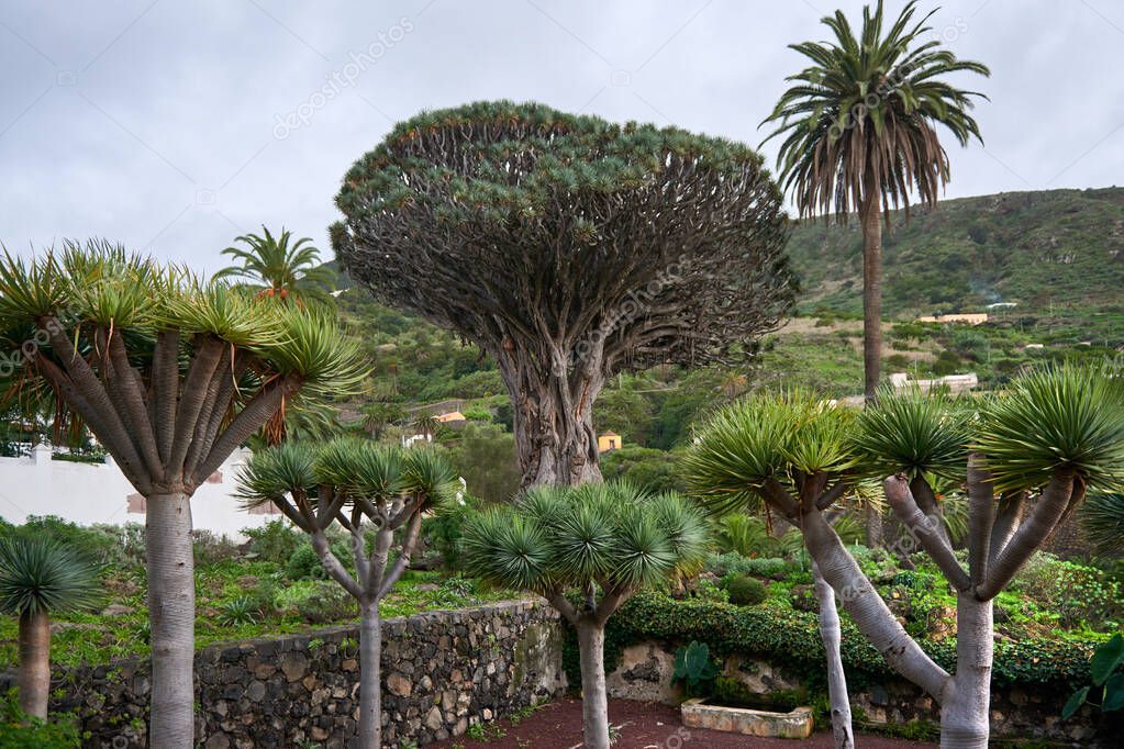 Árbol del Dragón en Tenerife. Un Árbol del Dragón de mil años 2022