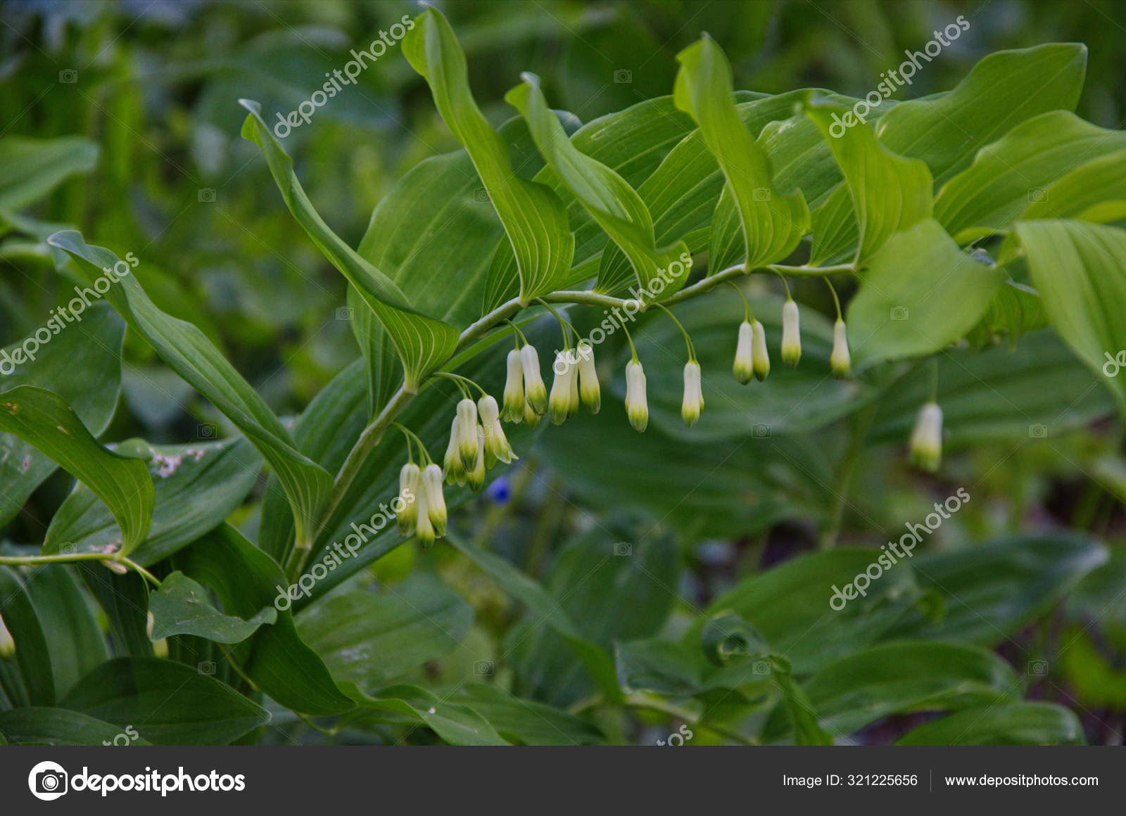 Solomons seal, Polygonatum multiflorum. Green stem with tubular, bell ...