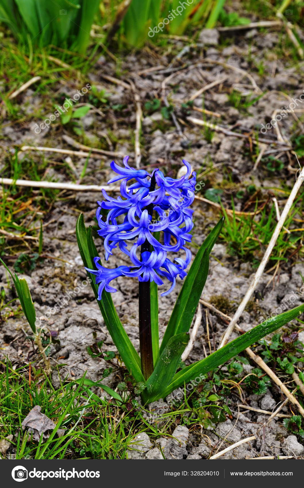 Download - The Hyacinth flower blossom season — Stock Image
