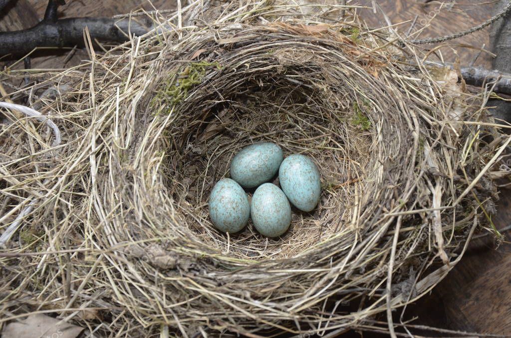 nido natural y huevos azules de un tordo cantor en el prado 2022