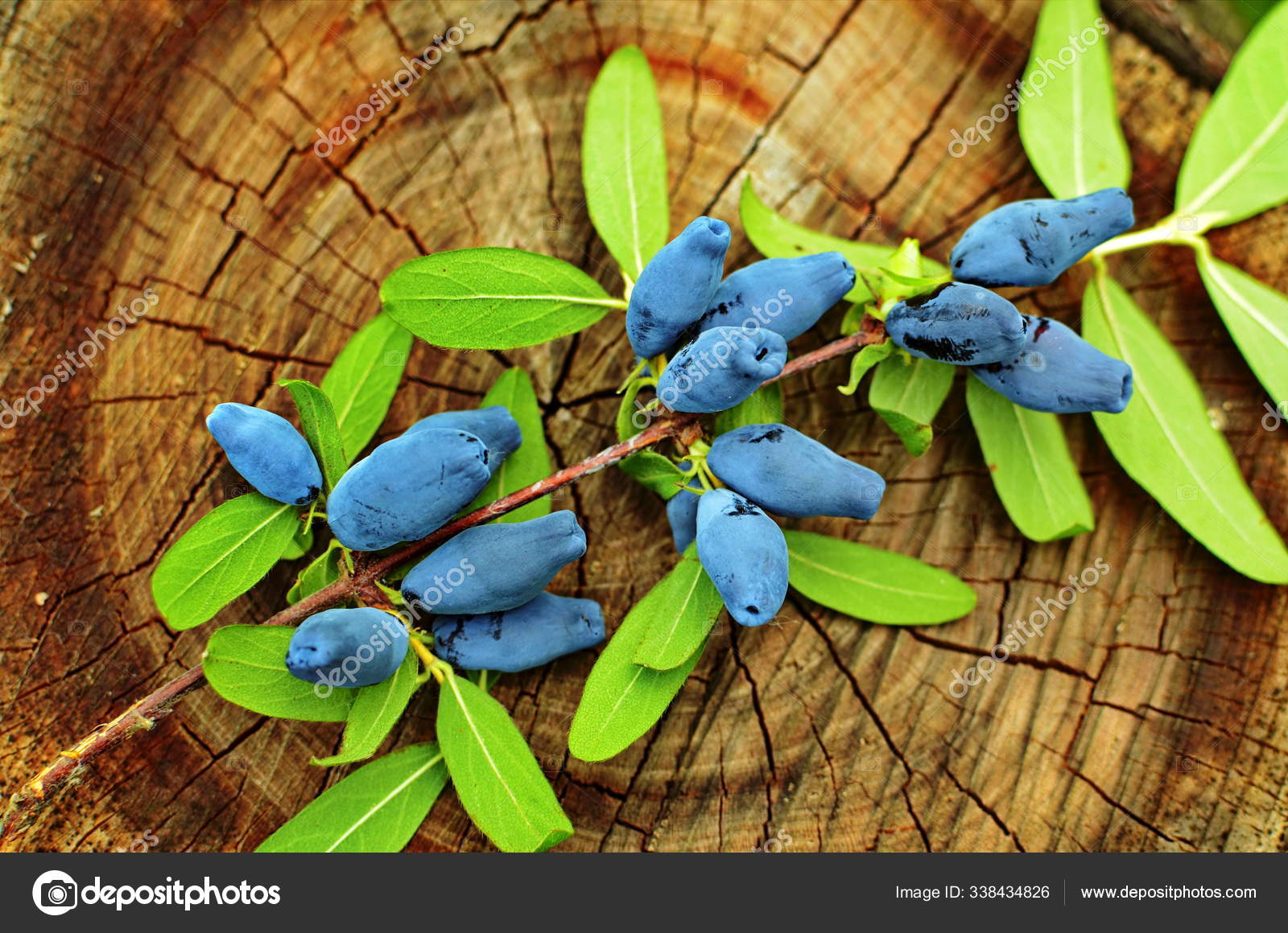 Honeysuckle Berries Edible