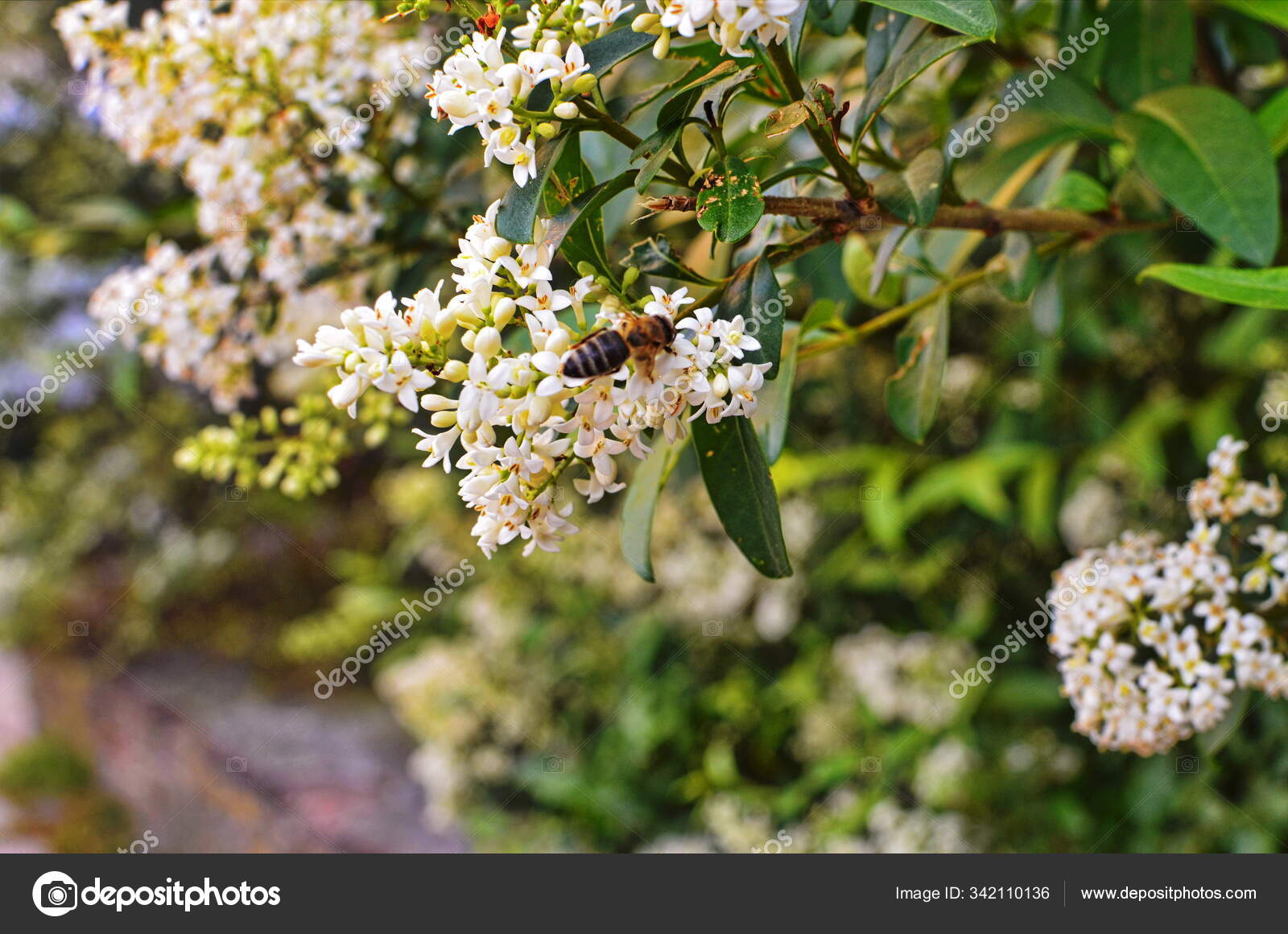 Ligustrum Vulgare Common Privet