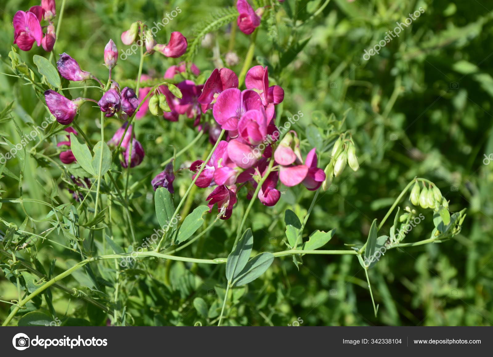 Everlasting Pea Flower