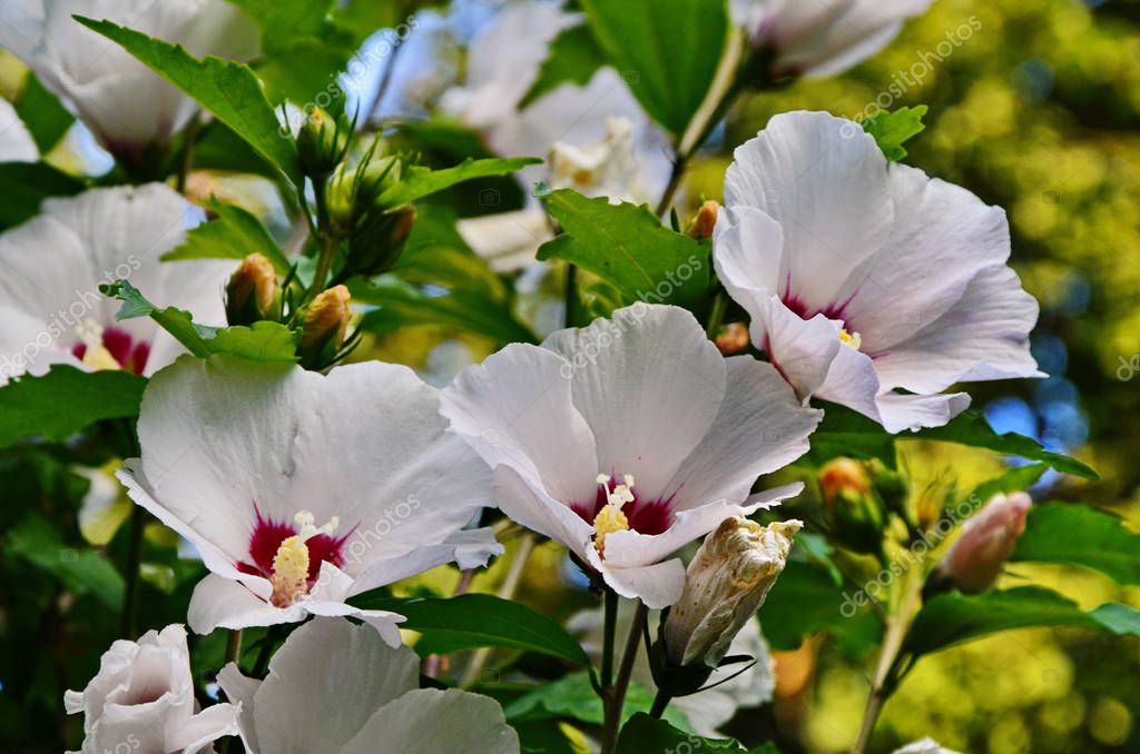 Hibiscus mutabilis - Rosa cambiante, rosa confederada, rosa Dixie ...