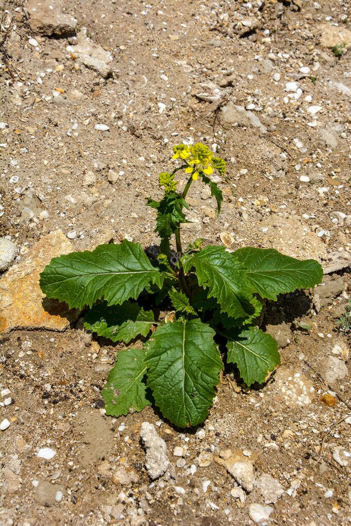 Charlock o mostaza silvestre, Sinapis arvensis, una planta en suelo ...