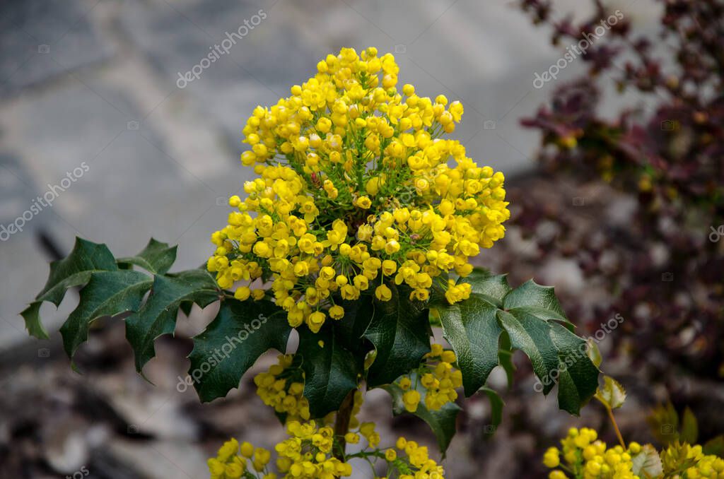 Los frutos azules maduros de la Mahonia (Berberis aquifolium) cuelgan ...